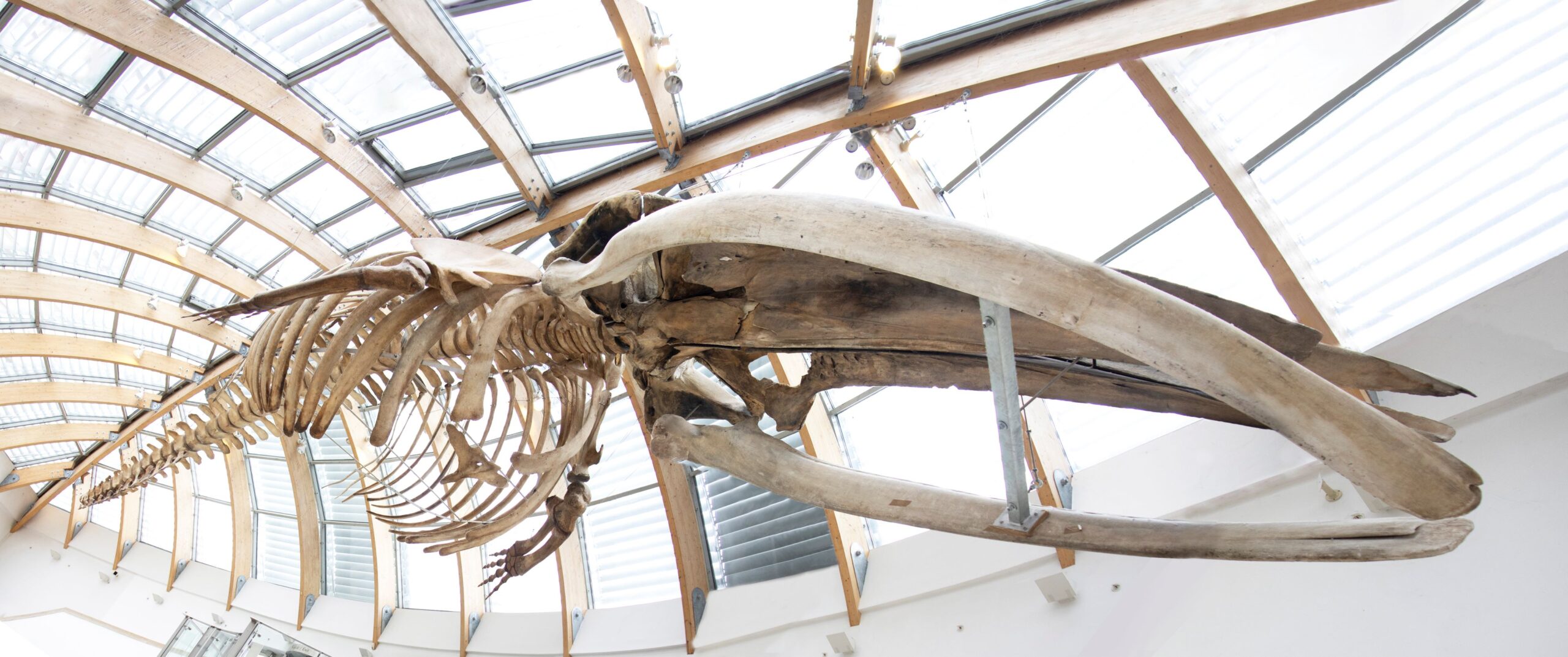 Fin Whale Skeleton – Magyar Természettudományi Múzeum